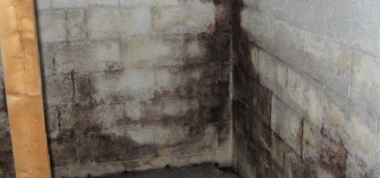 The Ultimate Mold Foggers Guide - Essential Home And Garden