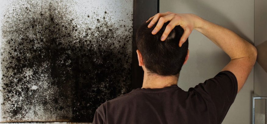 How To Remove Mold From Drywall - Painted And Unpainted