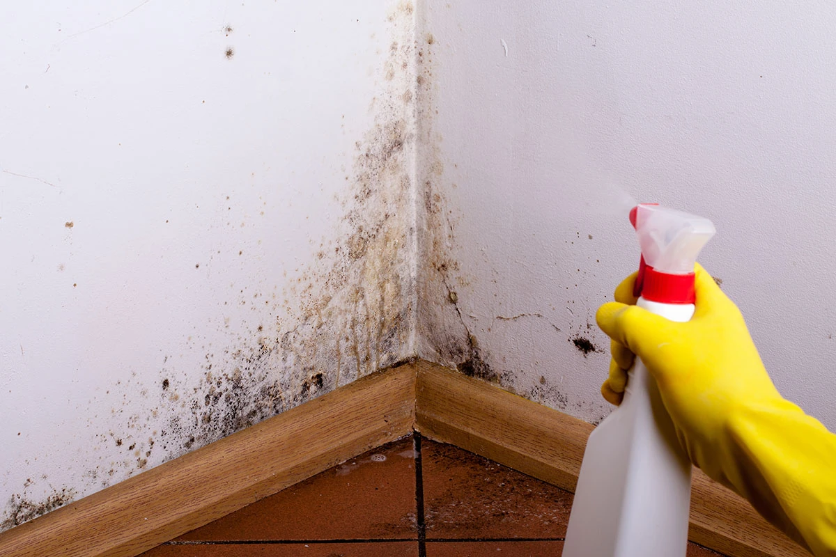 How To Remove Mold From Drywall - Painted And Unpainted