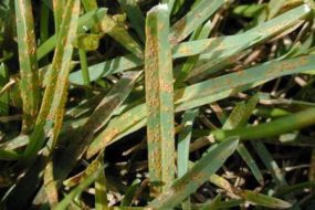 Lawn Rust - How To Identify, Treat And Prevent Rust On Grass
