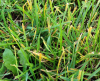 Lawn Rust - How To Identify, Treat And Prevent Rust On Grass