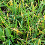 How To Identify And Treat Lawn Rust (Fungus On Grass)