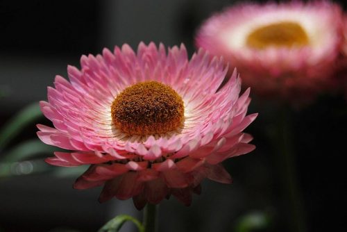 24 Plants That Keep Your Skin Looking Young