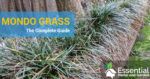 How To Grow And Care For Mondo Grass In Your Garden