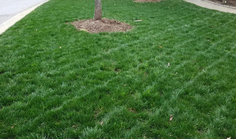 Tall Fescue - Guide To Caring For And Growing Lolium Arundinaceum
