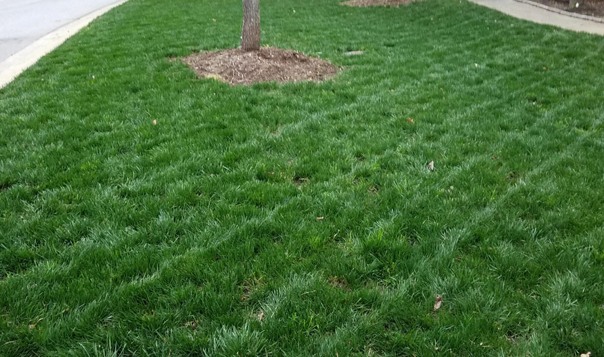 Tall Fescue - Guide To Caring For And Growing Lolium Arundinaceum