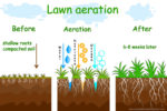How To Loosen Compacted Soil And Improve Your Lawn