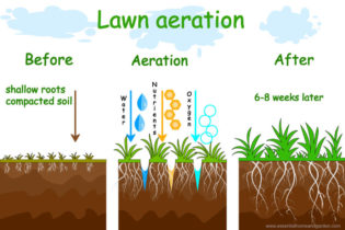 How To Loosen Compacted Soil And Improve Your Lawn