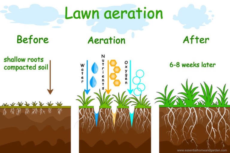 How To Loosen Compacted Soil And Improve Your Lawn