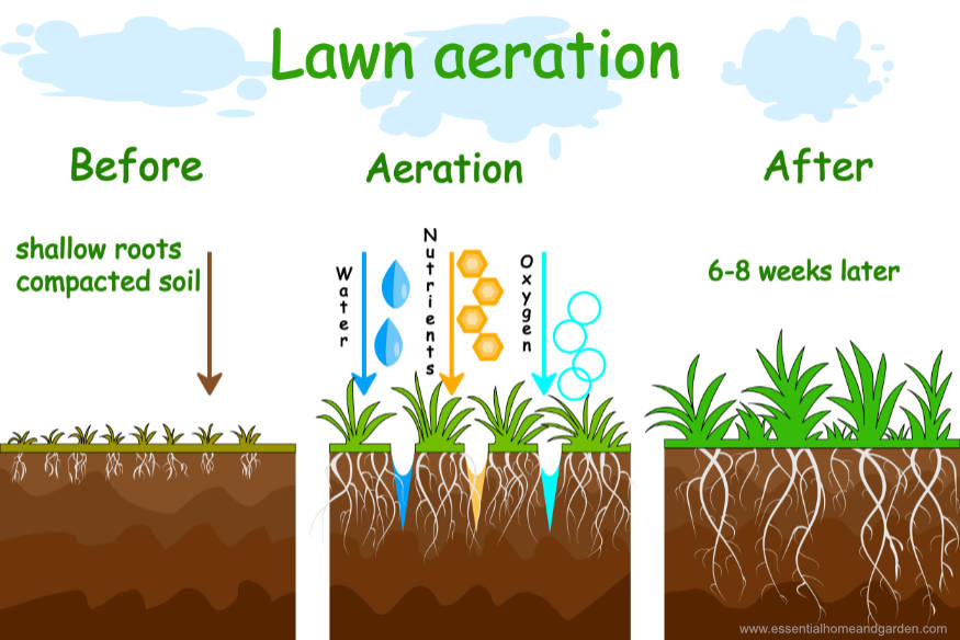 How To Loosen Compacted Soil And Improve Your Lawn