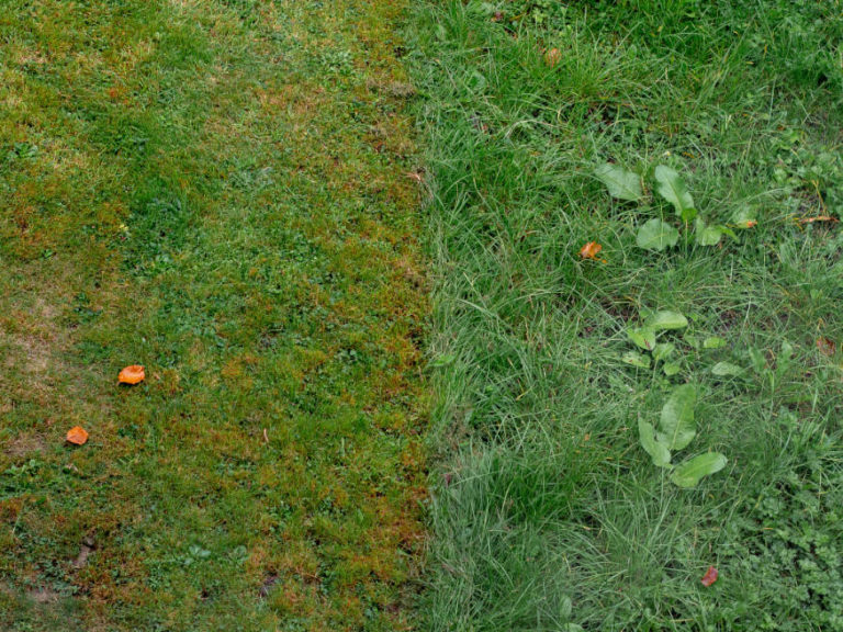 How To Overseed A Lawn - The Simple Guide - Essential Home And Garden