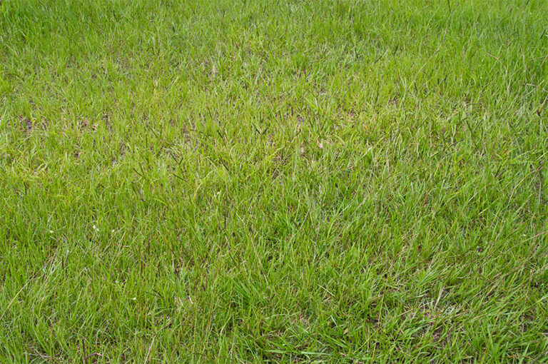 The Best Grass For Florida - Choose The Right Seed For Your Lawn