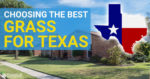 The Best Grass Types For A Texas Lawn