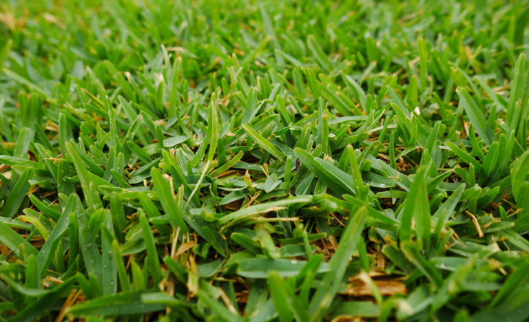 The Best Grass For Texas - The Complete Guide - Essential Home and Garden