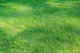 The Best Grass Types For A Texas Lawn