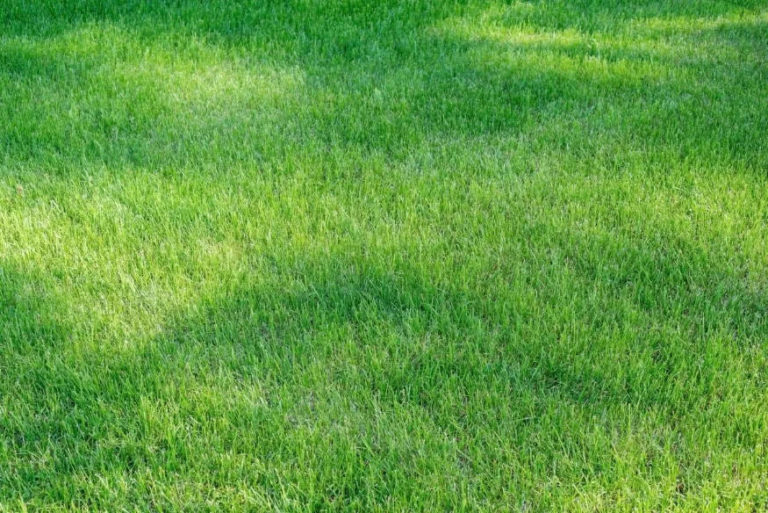 The Best Grass Types For A Texas Lawn