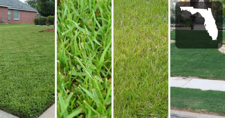 The Best Grass For Florida - Choose The Right Seed For Your Lawn