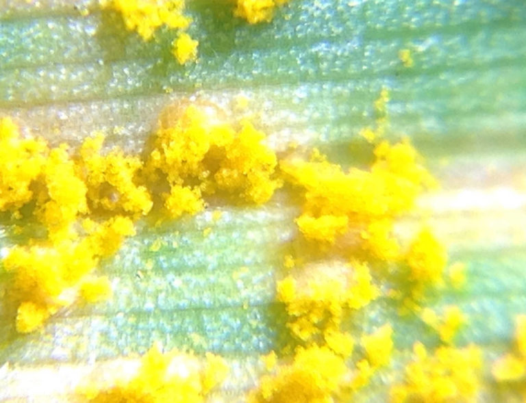 Lawn Rust - How To Identify, Treat And Prevent Rust On Grass