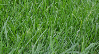 The Best Grass For Alabama - Essential Home and Garden