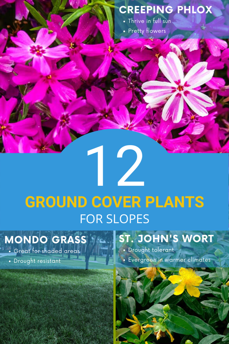 The 12 Best Ground Cover Plants For Slopes - Essential Home And Garden