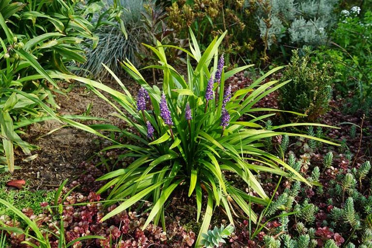 The 12 Best Ground Cover Plants For Slopes - Essential Home And Garden