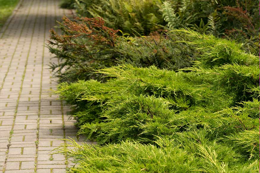 The 12 Best Ground Cover Plants For Slopes - Essential Home And Garden