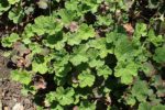 The 12 Best Ground Cover Plants For Slopes - Essential Home And Garden