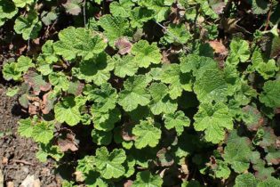 The 12 Best Ground Cover Plants For Slopes - Essential Home And Garden