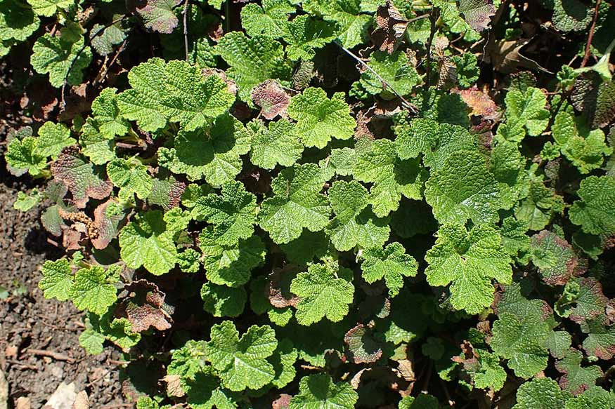 The 12 Best Ground Cover Plants For Slopes - Essential Home And Garden