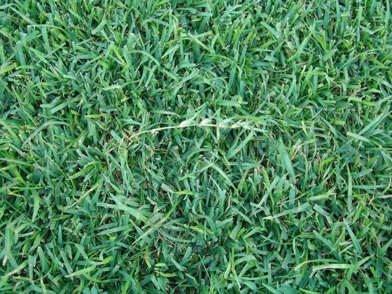 The Best Grass Seed For Georgia Lawns