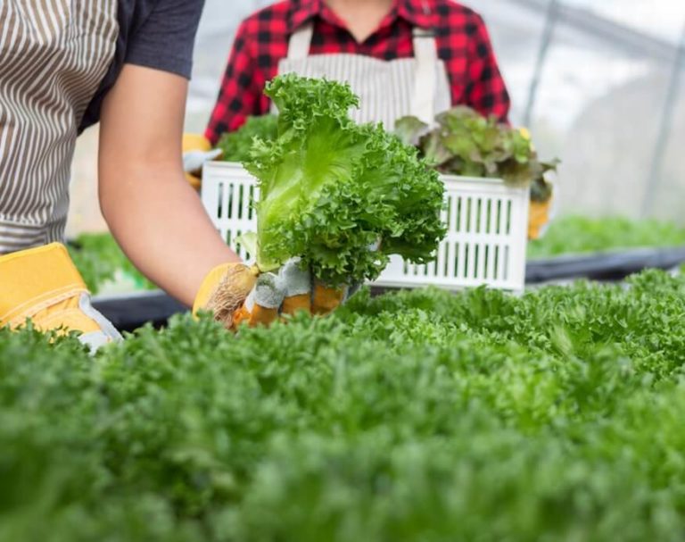 10 Vegetables That Thrive In A Greenhouse