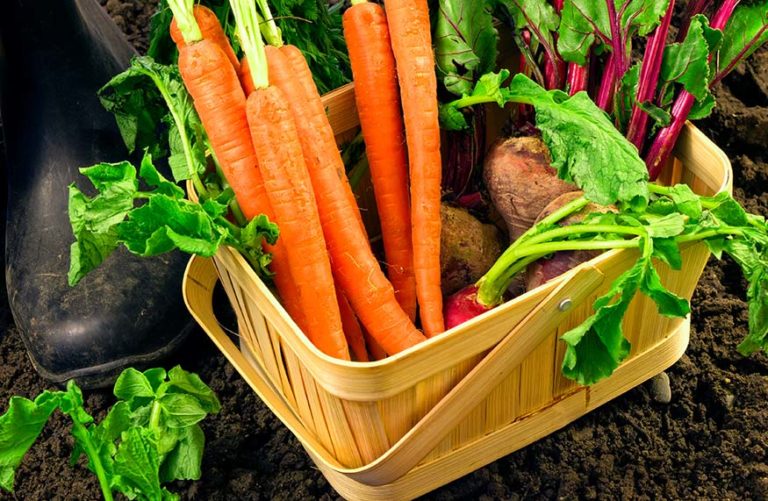 Fast Growing Vegetables: Discover The 16 Fastest Growing Vegetables To ...