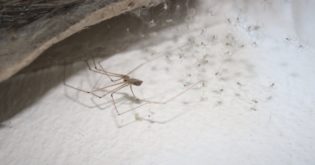 How To Get Rid Of Spiders In Basement - And Keep Them Out