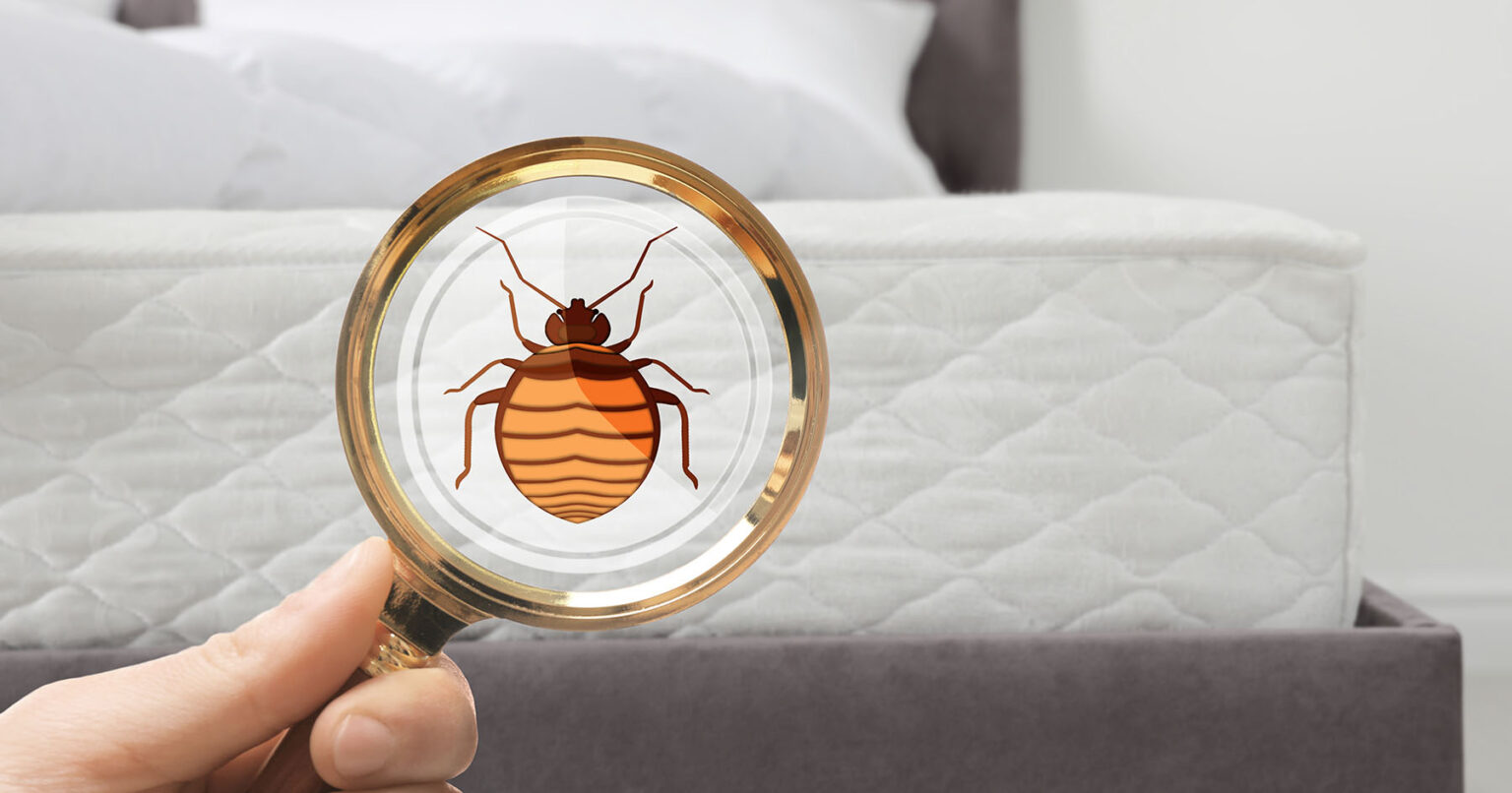 How To Get Rid Of Bed Bugs Naturally - Methods That Actually Work