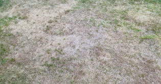 How To Fix Dead Grass - Is It Dead Or Dormant?