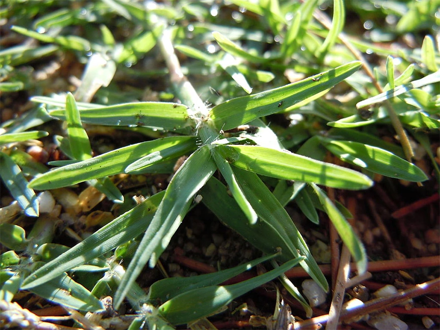 Bermuda Grass - A Guide To Caring For And Growing Bermudagrass