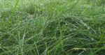 Fine Fescue - Guide To Caring For And Growing Festuca