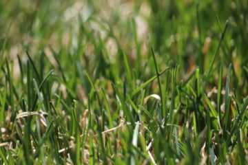 Kentucky Bluegrass - Guide To Caring For And Growing Poa Pratensis