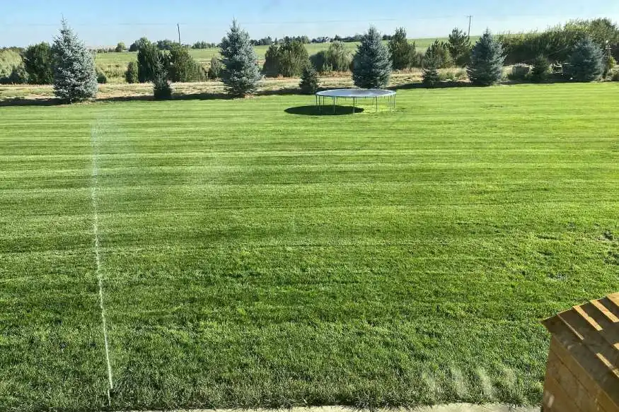 Kentucky Bluegrass - Guide To Caring For And Growing Poa Pratensis