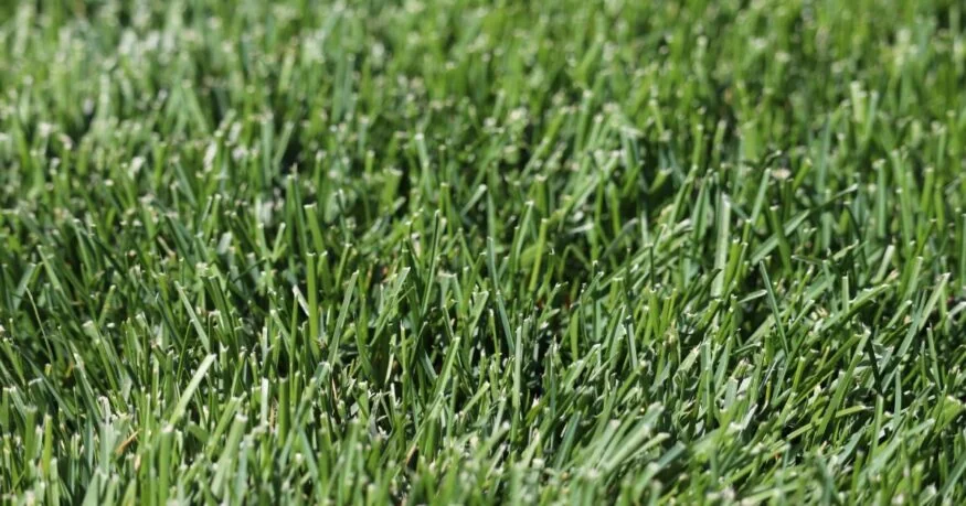 Kentucky Bluegrass - Guide To Caring For And Growing Poa Pratensis