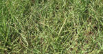Seashore Paspalum Grass - Guide To Caring For And Growing