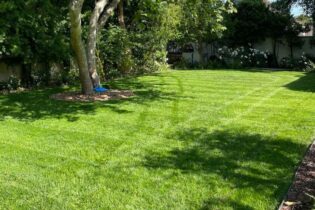 Perennial Ryegrass - Guide To Caring For And Growing Lolium Perenne