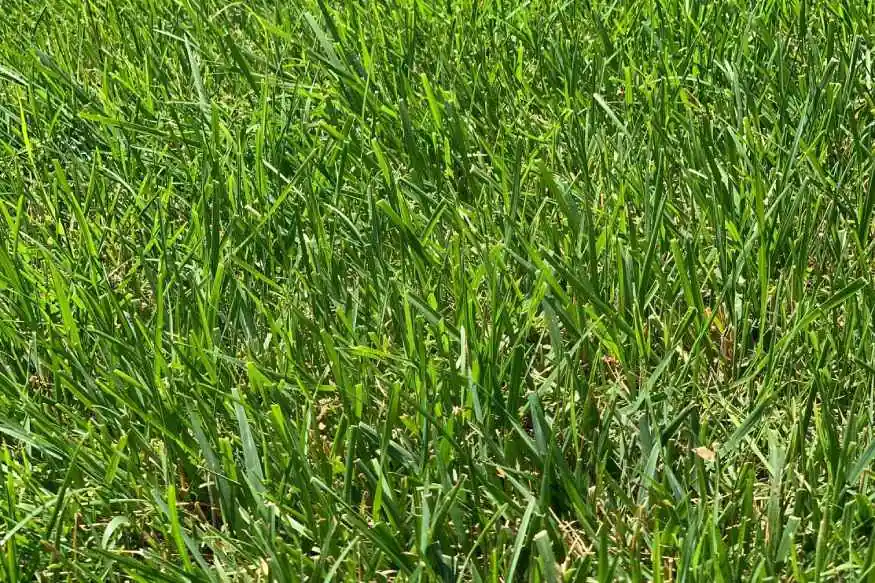 Tall Fescue - Guide To Caring For And Growing Lolium Arundinaceum