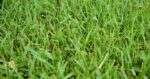 The Most Popular Types Of Grass In Alabama For Lawns