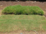 Seashore Paspalum Grass - Guide To Caring For And Growing