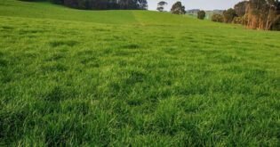How To Care For And Grow Annual Ryegrass