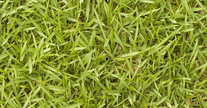 Bermuda Grass - A Guide To Caring For And Growing Bermudagrass