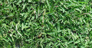 Buffalo Grass - A Guide To Growing And Caring For Buffalograss