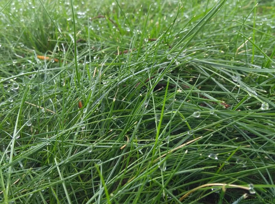 The Best Grass Seed For Missouri Lawns - Essential Home And Garden