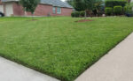 The Best Grass For North Texas - 4 Types For A Lush Lawn